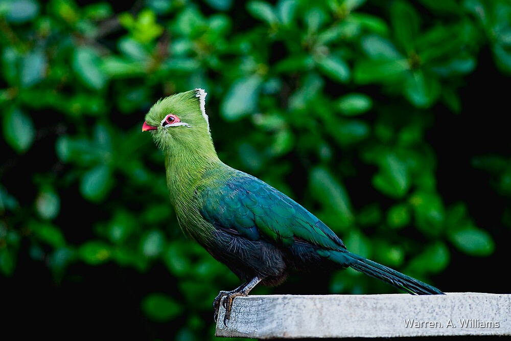 " Knysna Turaco (Lourie) Tauraco corythaix " by Warren. A. Williams ...