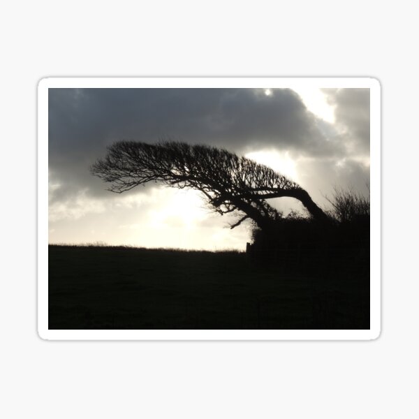 "Windswept" Sticker by AlexaZari | Redbubble