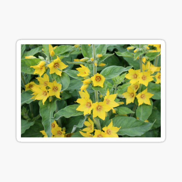 "A Weed with Pretty Yellow Blooms" Sticker by Susiesphotos | Redbubble
