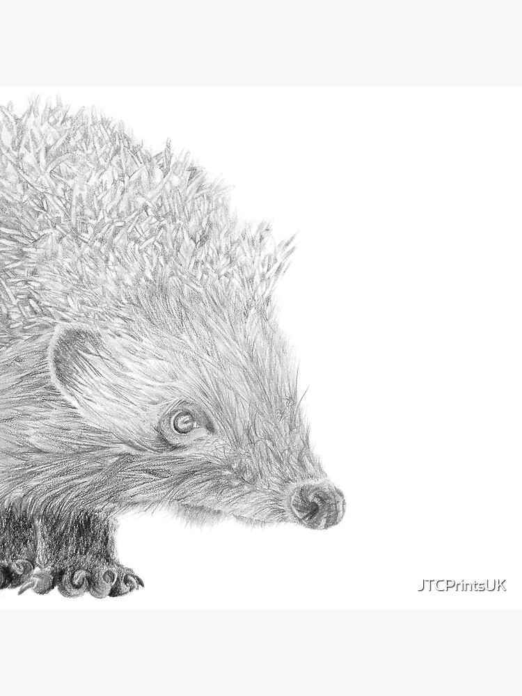 Póster «Impresión de dibujo a lápiz de grafito erizo» de JTCPrintsUK ...