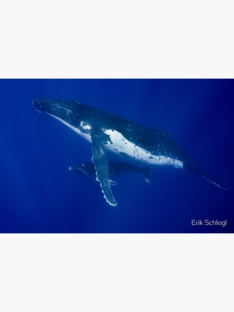 "Humpback Whales, Vava'u, Tonga" Sticker for Sale by eschlogl | Redbubble