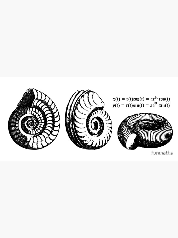 "Math Spiral Shells" Poster for Sale by funmaths | Redbubble