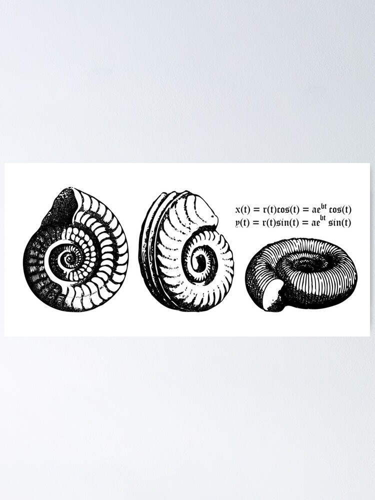"Math Spiral Shells" Poster for Sale by funmaths | Redbubble