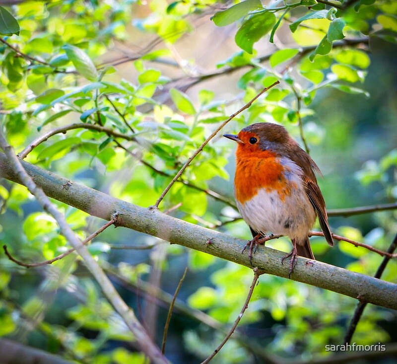 "Robin on Branch" by sarahfmorris | Redbubble