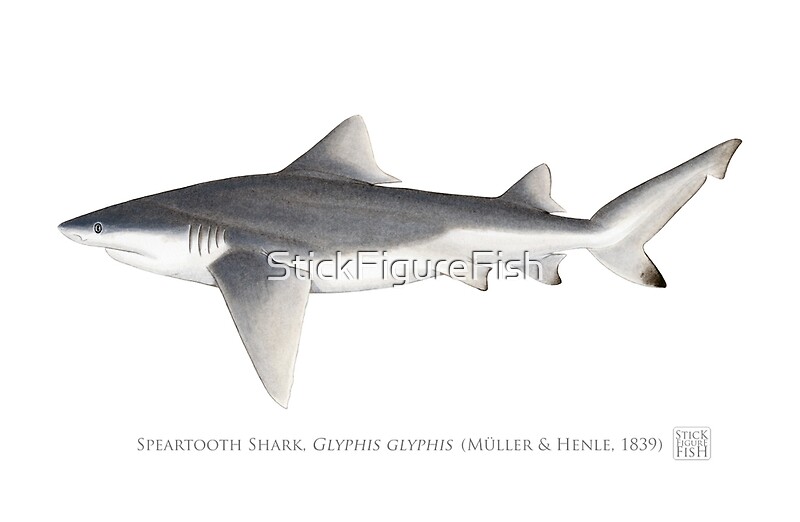 "Rare Speartooth Shark (Glyphis glyphis) " Laptop Skins by ...