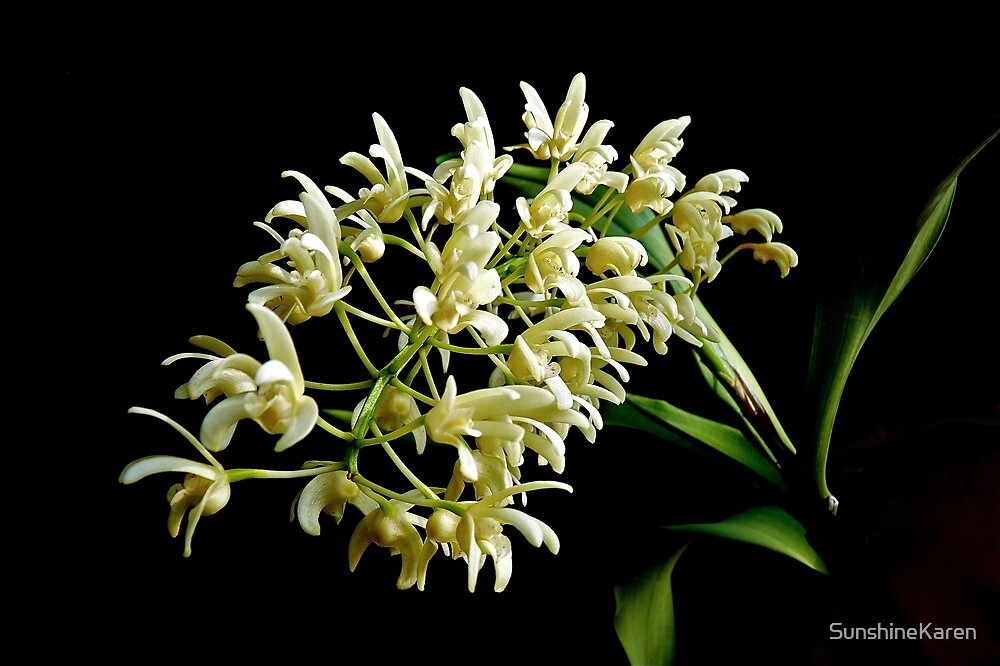 "Native Elegance: small Australian "bush" orchid" by SunshineKaren ...