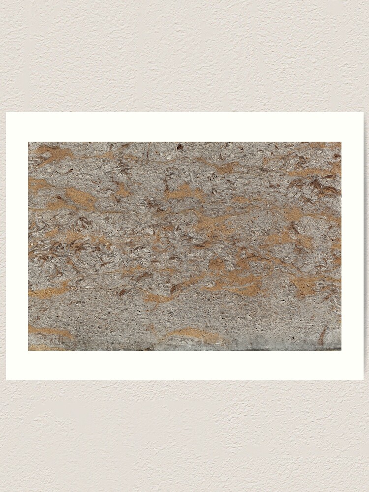 "Surface of a clay mineral and fossil rich limestone of middle Triassic ...