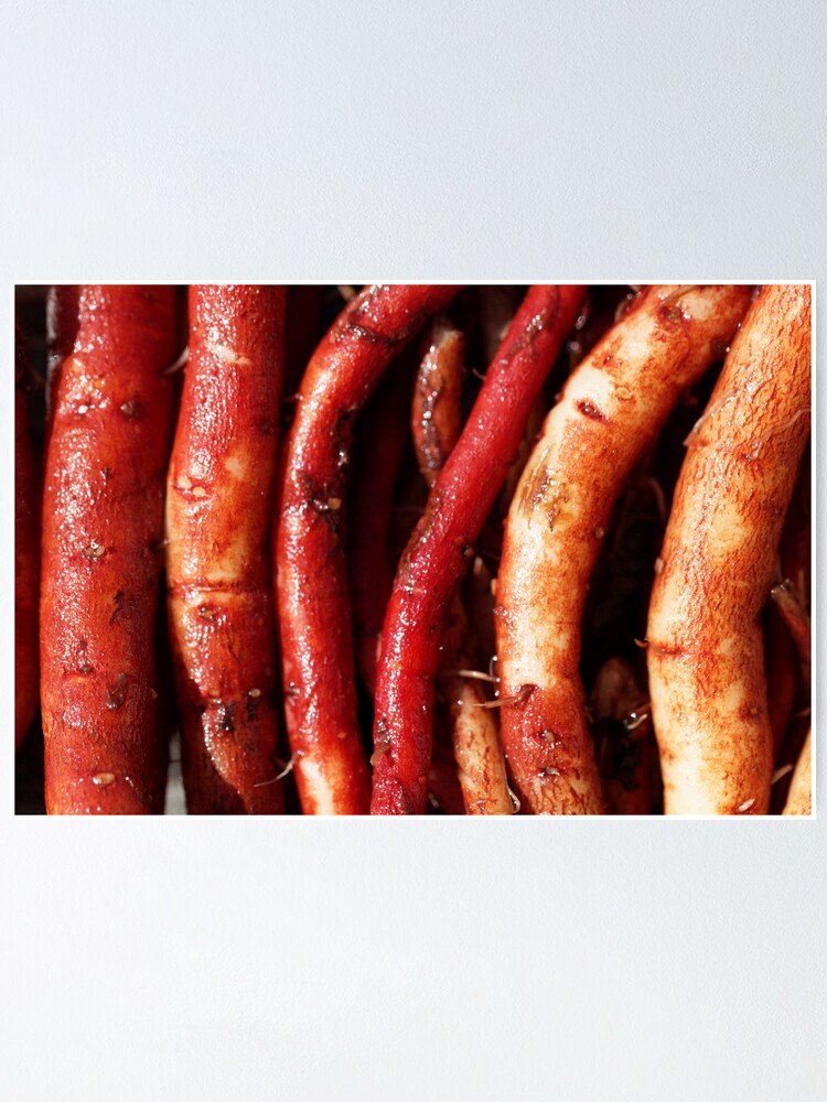 "Fresh roots of red sage, Salvia miltiorrhiza" Poster by Zosimus ...