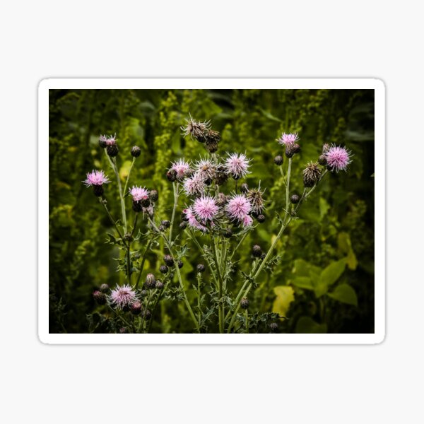 "Spikey Plant" Sticker for Sale by ChloePorter17 | Redbubble