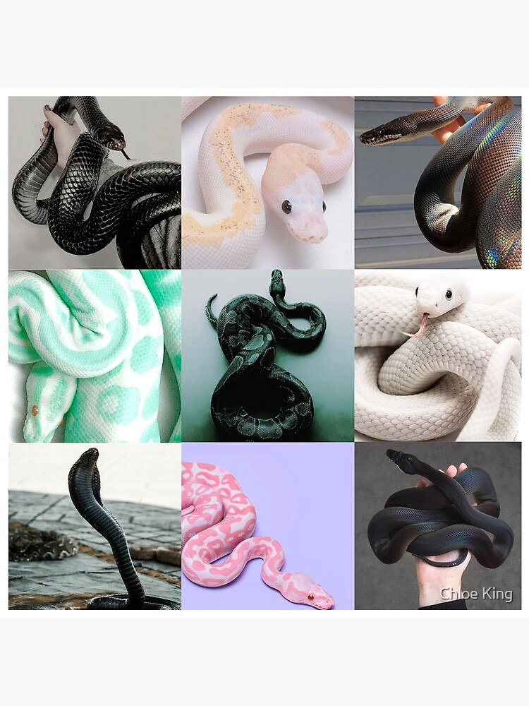 "Snake Mood Board 1" Poster for Sale by Mrs-Chloe-Dixon | Redbubble