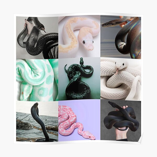 "Snake Mood Board 1" Poster for Sale by Mrs-Chloe-Dixon | Redbubble