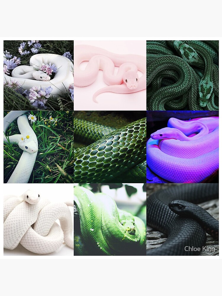 "Snake Mood Board 2" Poster by Mrs-Chloe-Dixon | Redbubble
