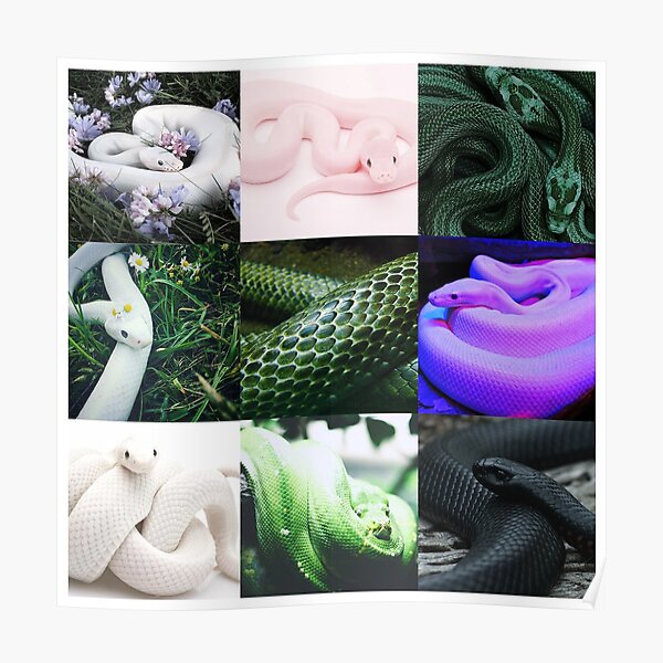 "Snake Mood Board 2" Poster by Mrs-Chloe-Dixon | Redbubble