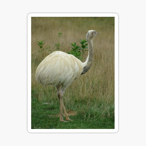 "Leucistic Rhea" Sticker by GinnyY | Redbubble