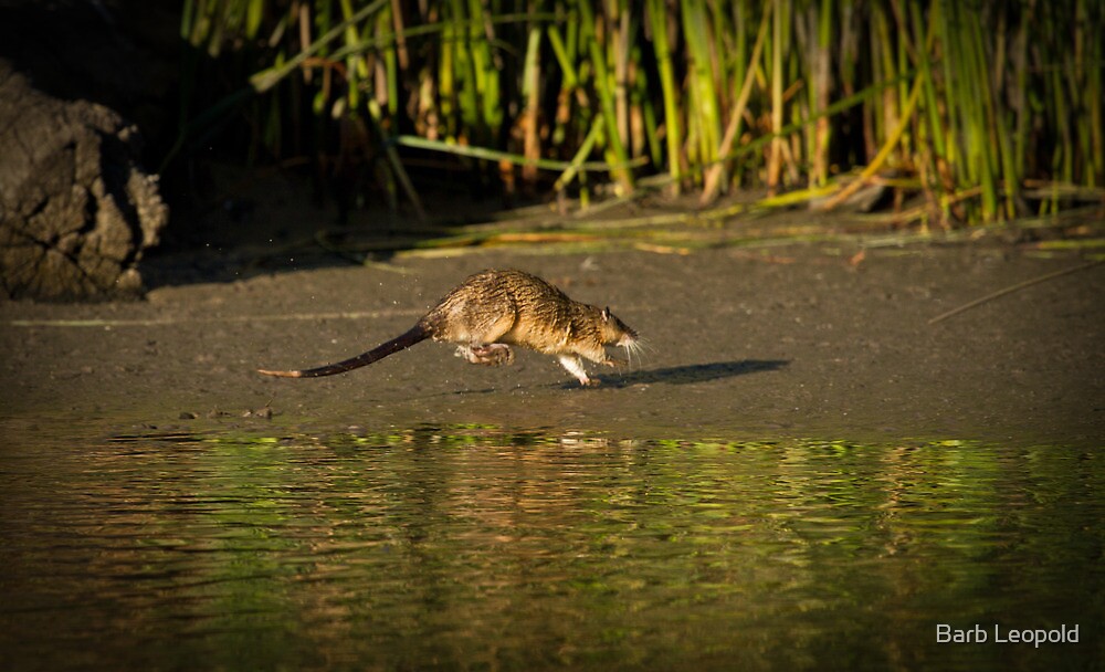 "Australian Water Rat" by Barb Leopold | Redbubble