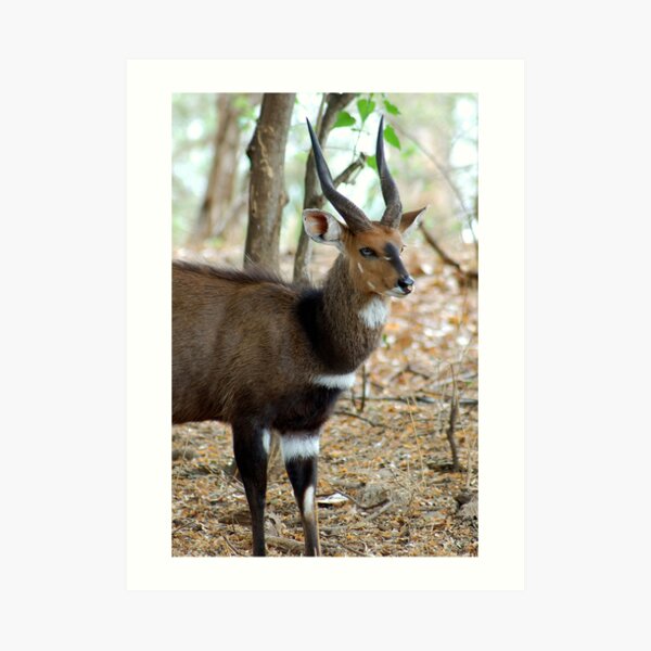 "YEAH, I KNOW I AM GORGEOUS! THE BUSHBUCK MALE - Tragelaphus scriptus ...