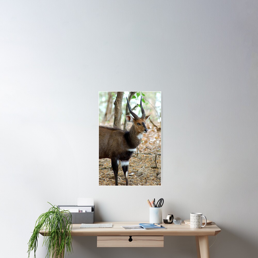 "YEAH, I KNOW I AM GORGEOUS! THE BUSHBUCK MALE - Tragelaphus scriptus ...