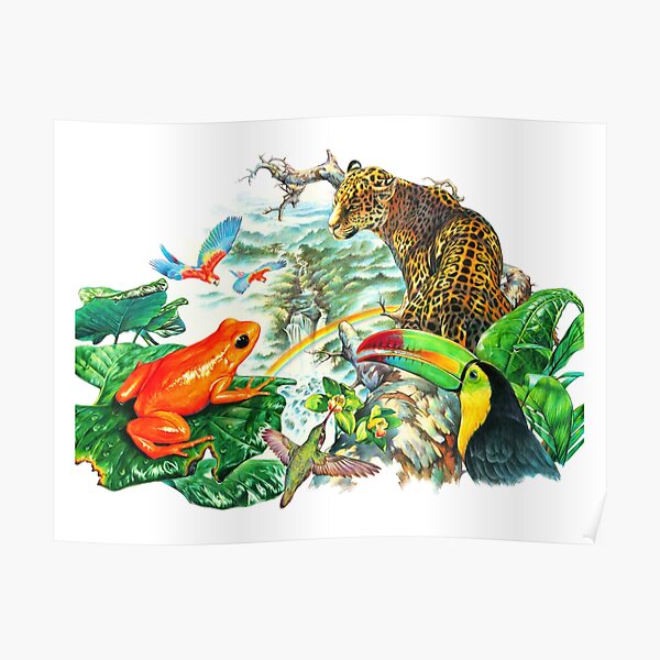 "Rainforest Animals" Poster by Salmoneggs | Redbubble