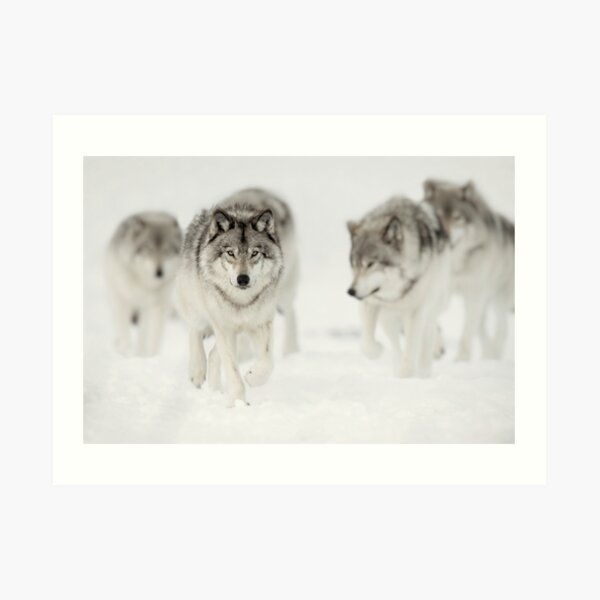 "Timber Wolf Pack" Art Print for Sale by bmaynard | Redbubble