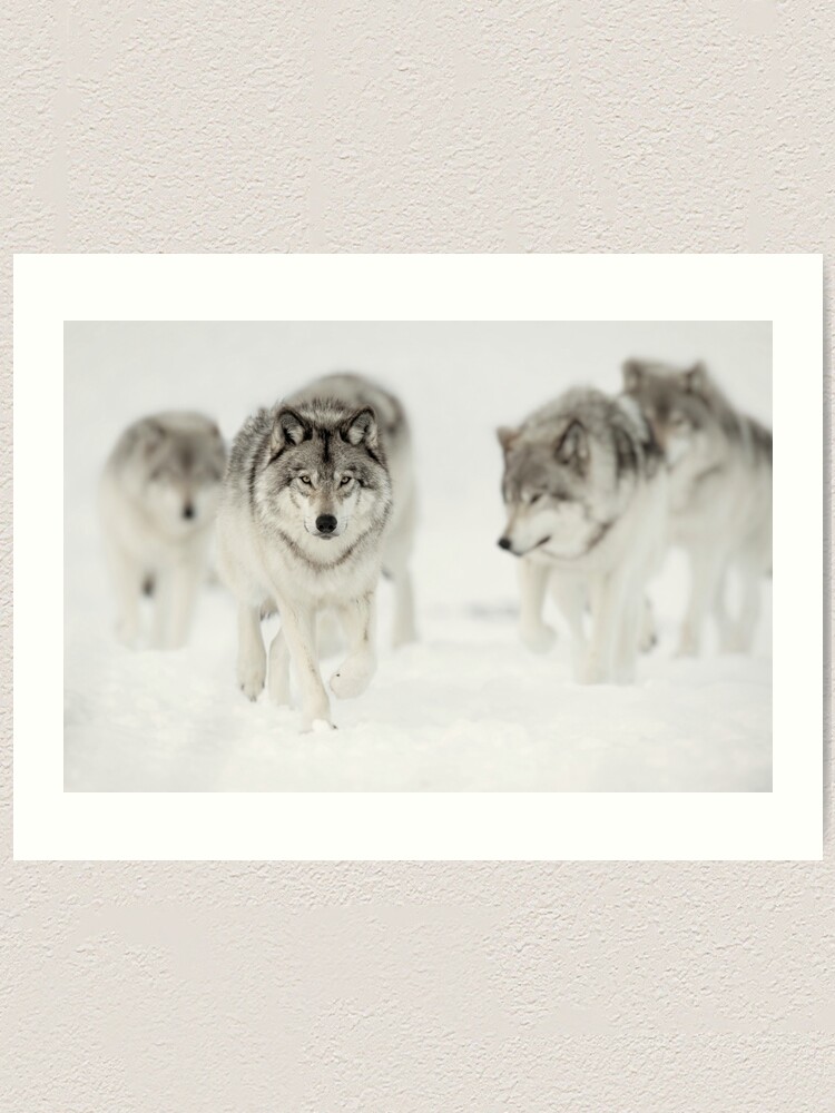 "Timber Wolf Pack" Art Print for Sale by bmaynard | Redbubble
