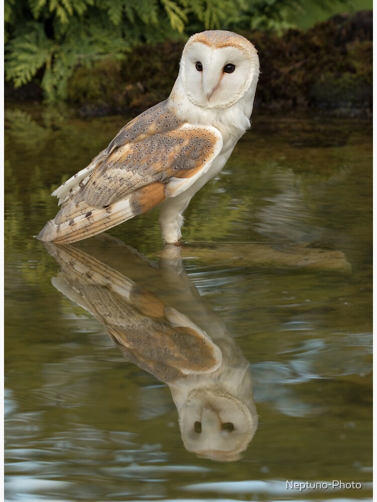 "Barn Owl Reflection" Sticker for Sale by Neptuno-Photo | Redbubble
