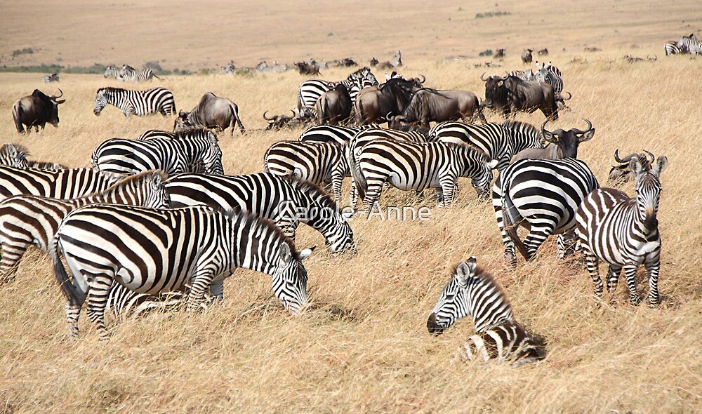 "Zebra & Wildebeest Migration" by Carole-Anne | Redbubble