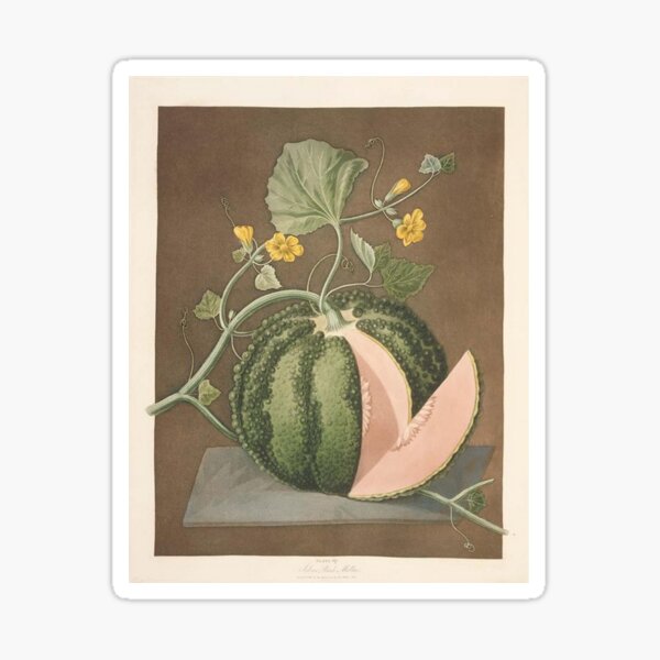 "vintage botany print" Sticker by maximusfield | Redbubble