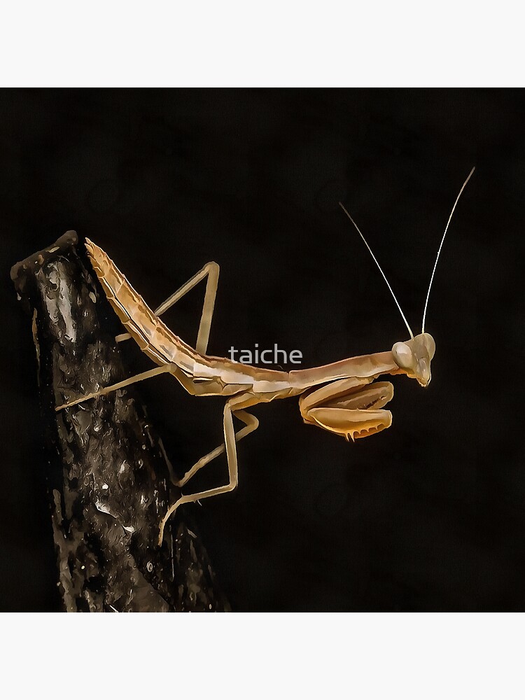 "Praying Mantis Cute Insect Art" Poster for Sale by taiche | Redbubble
