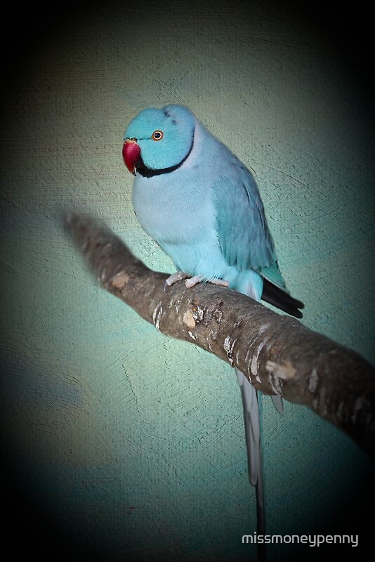 "Blue Indian ringneck parakeet" by missmoneypenny | Redbubble
