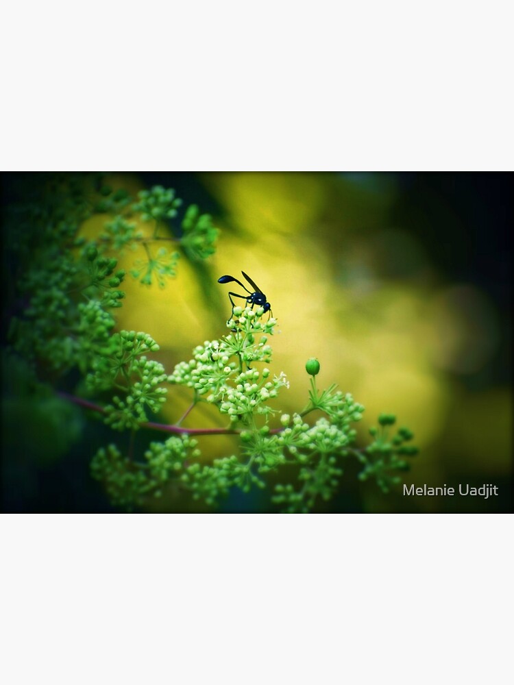 "Looky-Loo" Poster by HecateBast | Redbubble