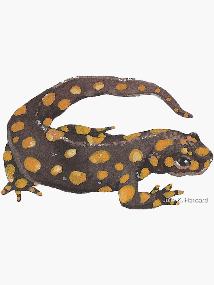 "Endangered Newt - Kurdistan Spotted Newt" Sticker for Sale by ...