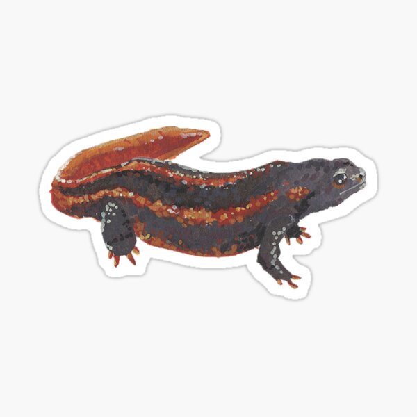 "Endangered Newt - Red-Tailed Knobby Newt" Sticker for Sale by ...