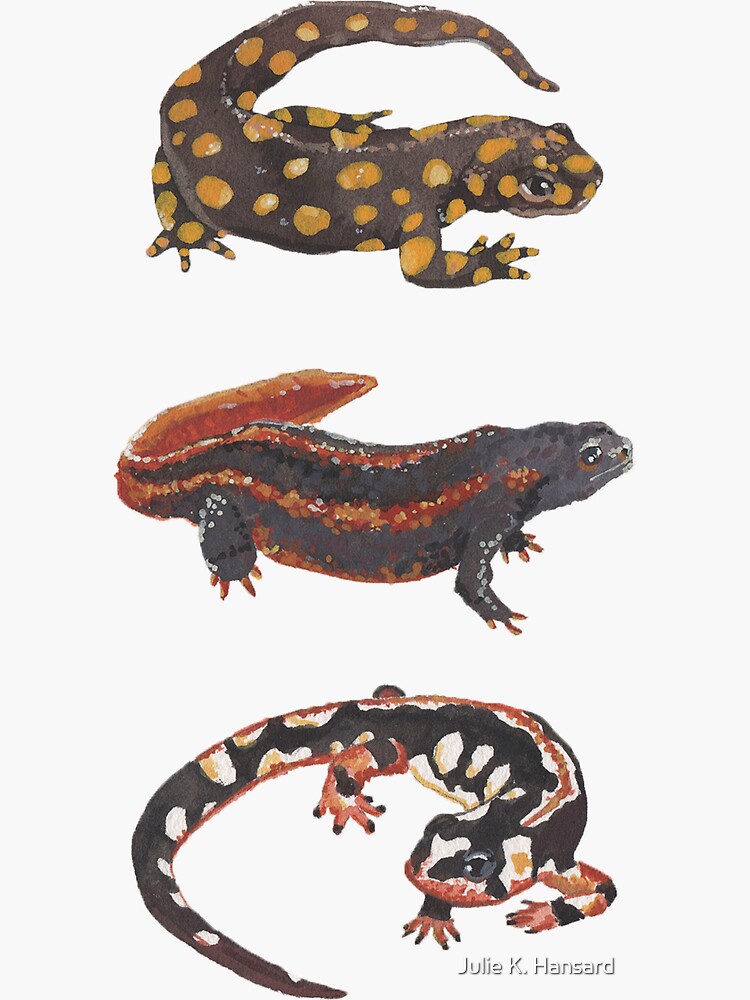 "Endangered Newts Set" Sticker for Sale by juliekhansard | Redbubble