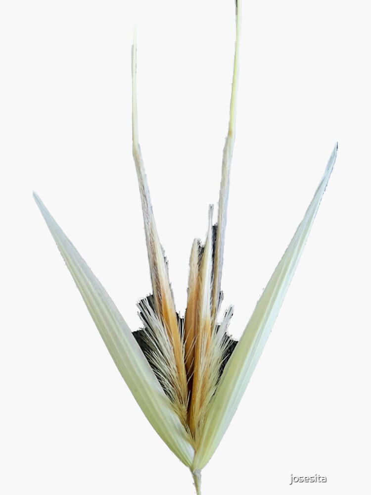 "Oat Super Food - Avena, un Super Alimento" Sticker for Sale by ...