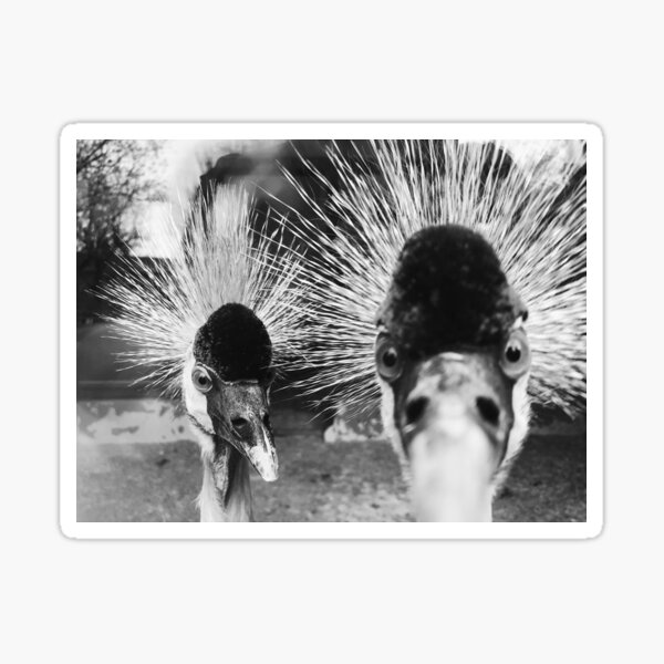 "freaky birds watching us from the zoo. " Sticker by blastshmucks ...