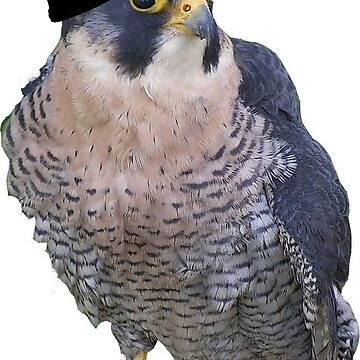 "A Falcon With a Cap on Its Head" Sticker for Sale by NLR32 | Redbubble