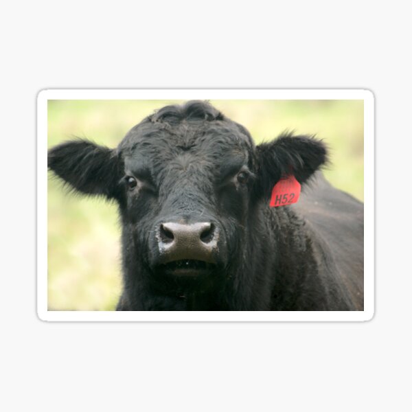 "Black angus bull" Sticker by ndarby1 | Redbubble