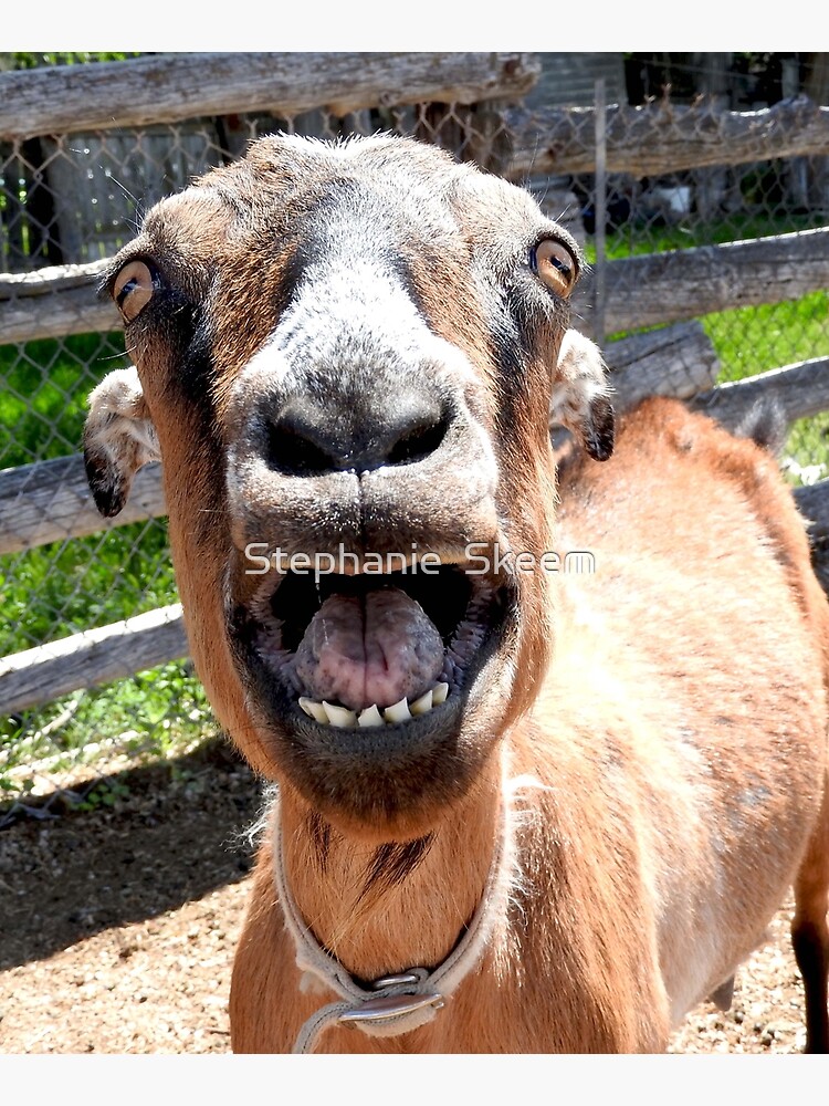 Impression montée « chèvre souriante, chèvre hurlante, chèvre drôle ...