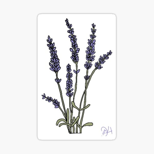 "Lovely lavander" Sticker for Sale by Kthom18 | Redbubble