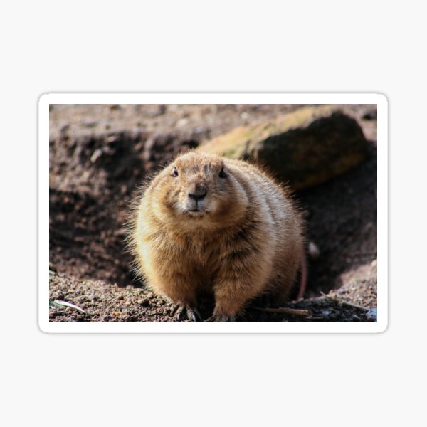 "Black Tailed Prairie Dog" Sticker for Sale by KcsArt87 | Redbubble