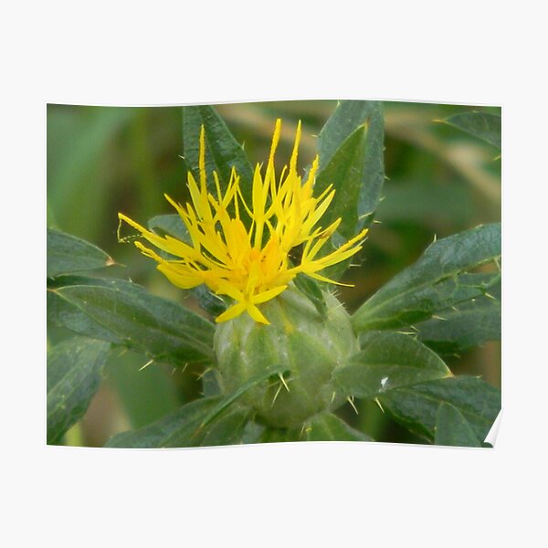 "Star Thistle, Tocalote, Tocolote, Maltese Star Thistle" Poster by ...