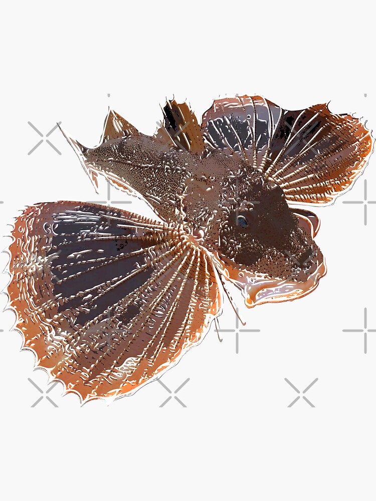 "Striped Sea Robin Alternate Print " Sticker for Sale by ...