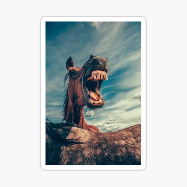 "Shouting Horse with open mouth" Sticker for Sale by cgroenewald ...