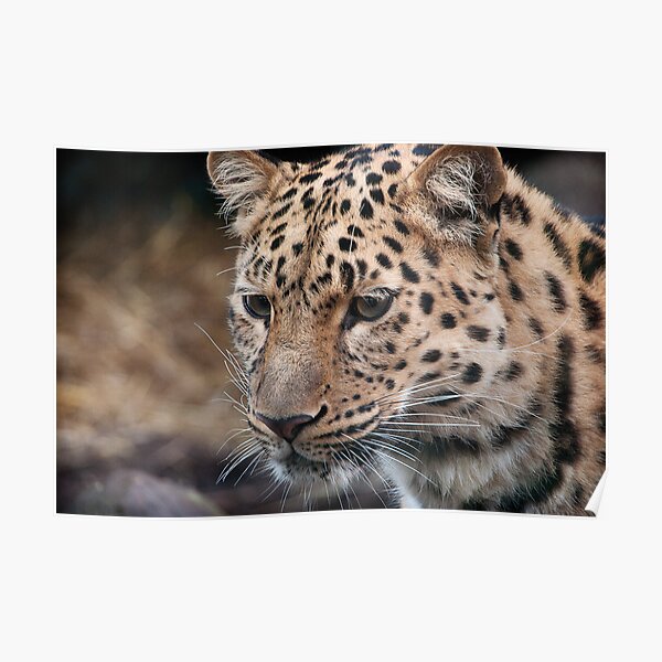 "Amur Leopard" Poster by SimonMarsden | Redbubble