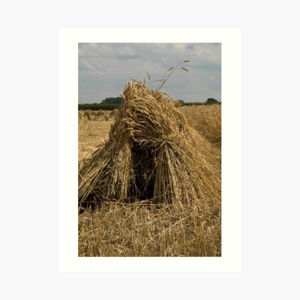 "Wheat sheaf" Art Print for Sale by sandyprints | Redbubble