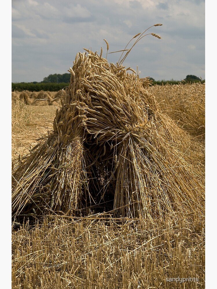"Wheat sheaf" Art Print for Sale by sandyprints | Redbubble