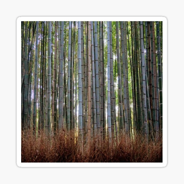 "Bamboo Grove" Sticker by 4shann | Redbubble