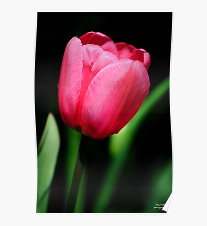 Tulip Mania: Posters | Redbubble