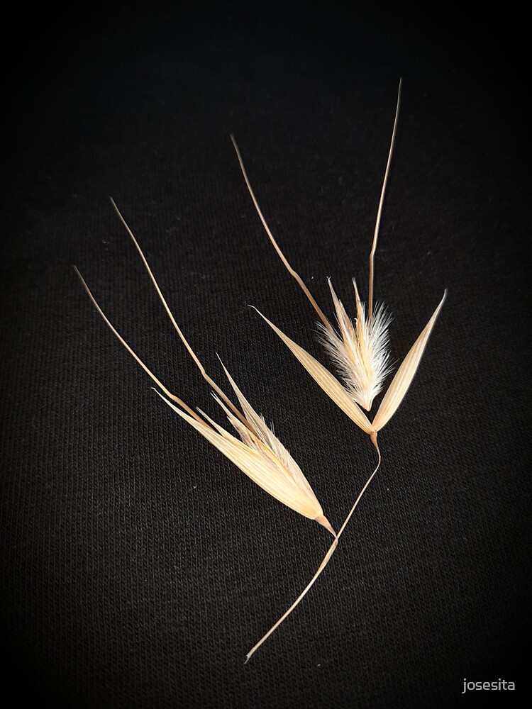 "Oat Super Food - Avena, un Super Alimento" Sticker for Sale by ...