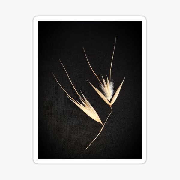 "Oat Super Food - Avena, un Super Alimento" Sticker for Sale by ...